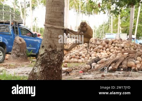 Cute monkey worker rest from coconut harvest collecting. The use of ...