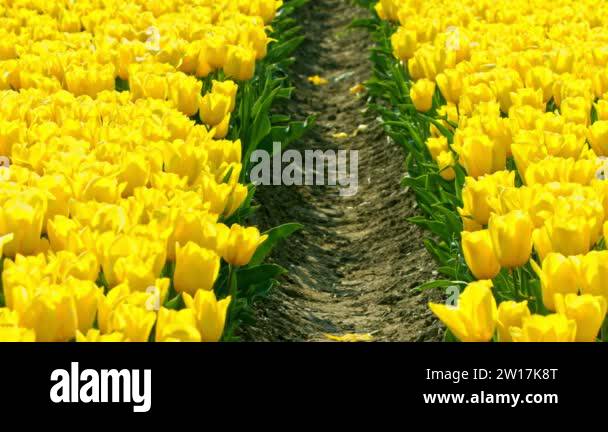 Tulips for export Stock Videos & Footage - HD and 4K Video Clips - Alamy
