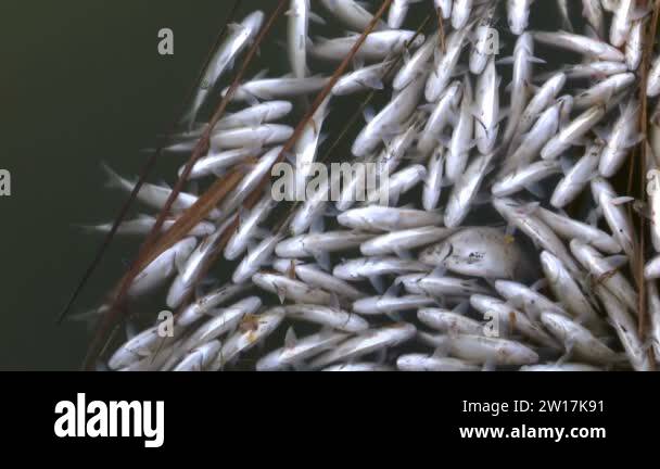 Dead Fish in Rotten water Polluted River / Fish poisoning caused by ...