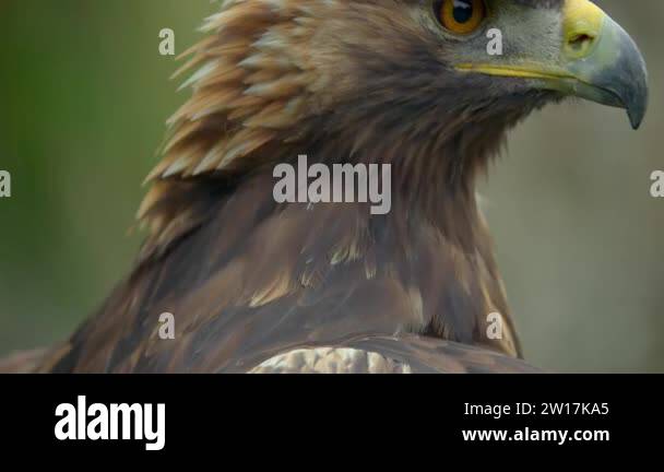 Berkut (lat. Aquila chrysaetos) is one of the most famous birds of prey ...