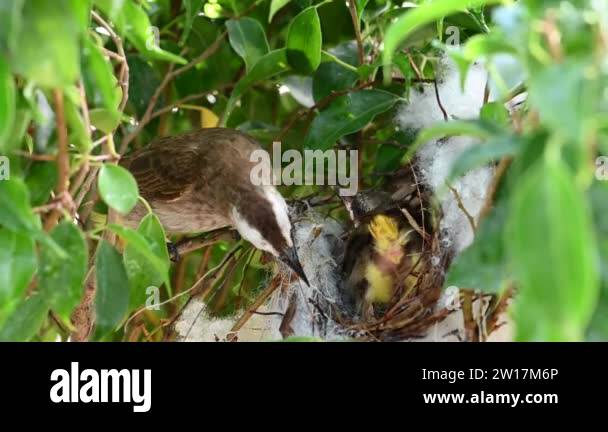 10 day old new born of baby birds in a nest of yellow-vented bulbul ...
