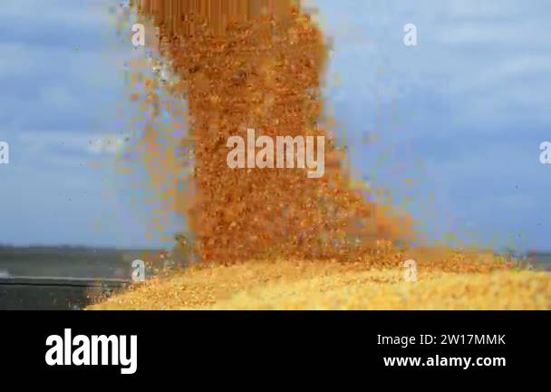 Pouring Corn Grain Into Truck Trailer - Harvest Time. Corn Falling from ...