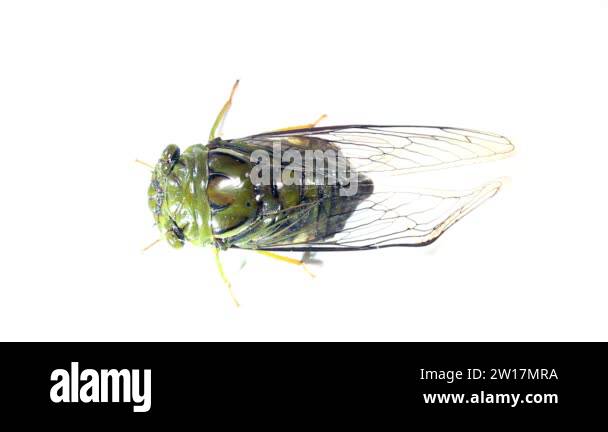 Beetle fly with wings on a white background, video Stock Video Footage ...