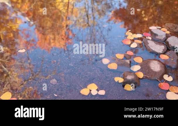 Well lit reflection of tree trunks and leaves floating 4k Stock Video ...