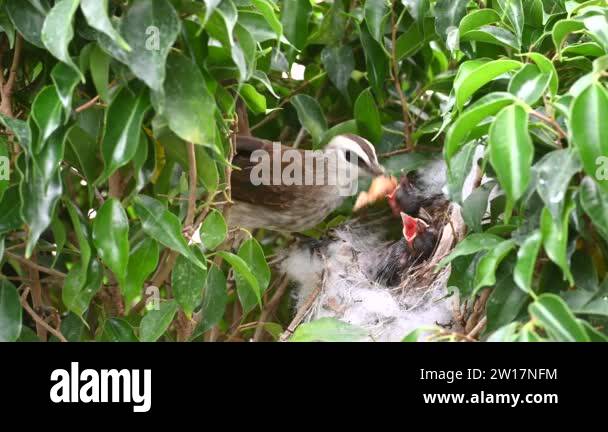 6 day old new born of baby birds in a nest of yellow-vented bulbul ...