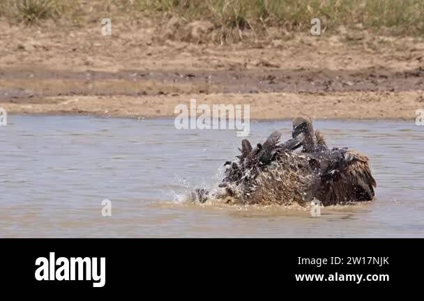 African white-backed vulture, gyps africanus, Group standing in Water ...