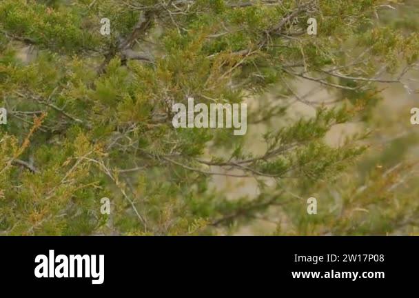 Wild cedar tree Stock Videos & Footage - HD and 4K Video Clips - Alamy