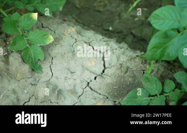 Drought dry field land with potato leaves Solanum tuberosum potatoes ...