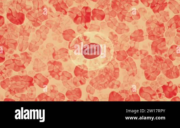 Cells divide under microscope. Mitosis process of cell division Stock ...