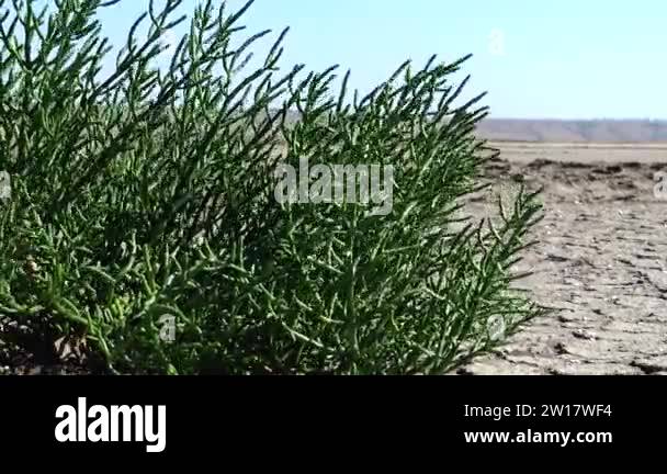 Salicornia europaea, known as common glasswort or just glasswort, is a ...