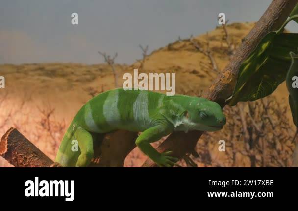 Green striped lizard Stock Videos & Footage - HD and 4K Video Clips - Alamy
