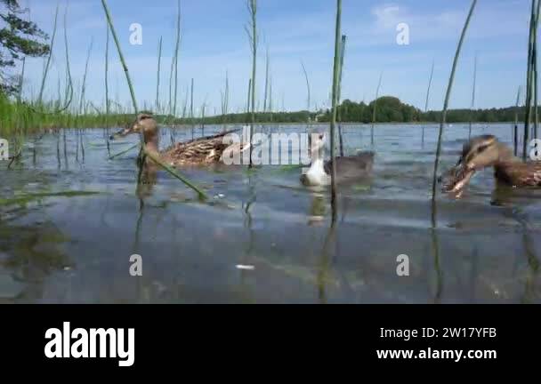 Mallard duck movement Stock Videos & Footage - HD and 4K Video Clips ...