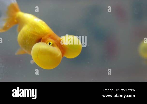 Bubble eye fish Stock Videos & Footage - HD and 4K Video Clips - Alamy