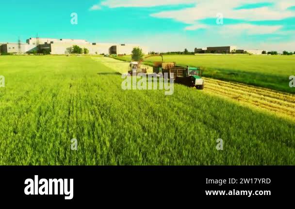 Flight over the field of legumes, the work of the combine. Harvest farm ...