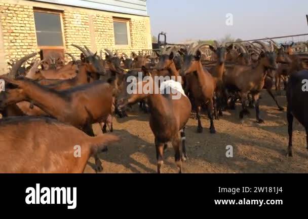 Goat Farming. Herd of Goats in an Outdoor Enclosure at Organic Farm ...