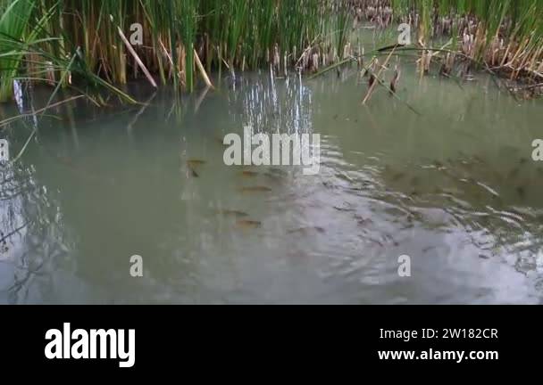 flock of crucian carp and goldfish swim in water. Flock of fish ...