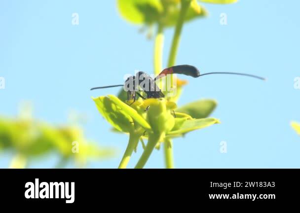 Hymenoptera: Ichneumonidae and Braconidae. Insect in extremely long ...