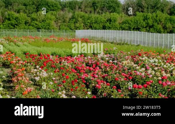 plantation of flowering rose bushes. growing seedlings of different ...