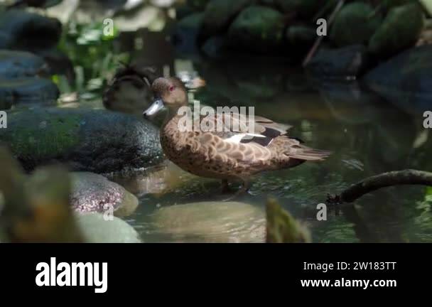 Green crested duck Stock Videos & Footage - HD and 4K Video Clips - Alamy