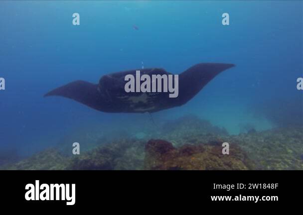 Rare manta ray Stock Videos & Footage - HD and 4K Video Clips - Alamy