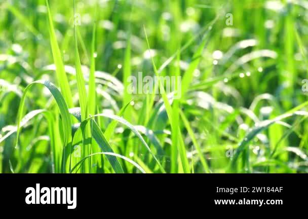 Cleanliness background Stock Videos & Footage - HD and 4K Video Clips ...