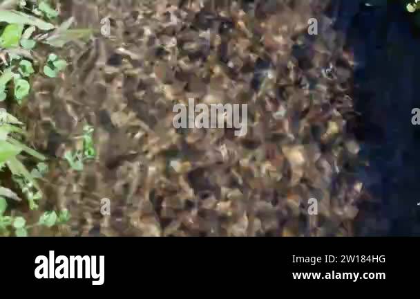 The beautiful view of fresh river stream water slowly flowing through ...