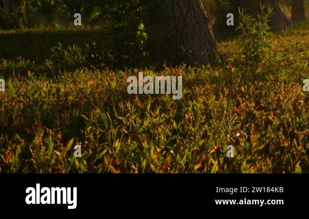 Magical autumn lawn with colorful red and green grass. Beautiful summer ...