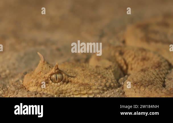 Desert horned viper cerastes cerastes in the desert Stock Videos ...