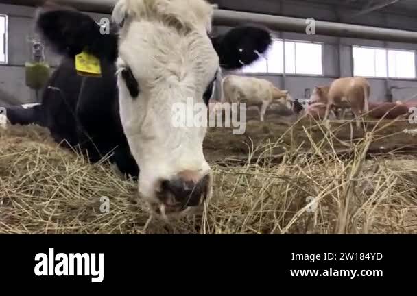 Cows on the farm are eating hay. Cowshed Animal Farming in the barn Stock Video Footage - Alamy
