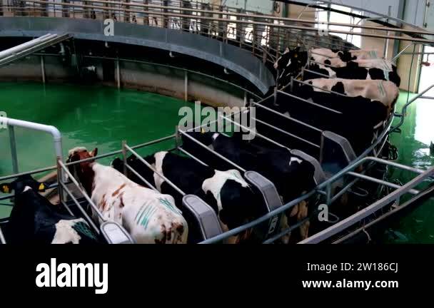 Milking cows by automatic industrial milking rotary system in modern ...