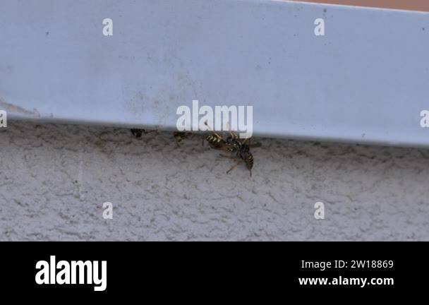 Close view of Yellow and Black Paper Wasps on the grey wall of an house ...