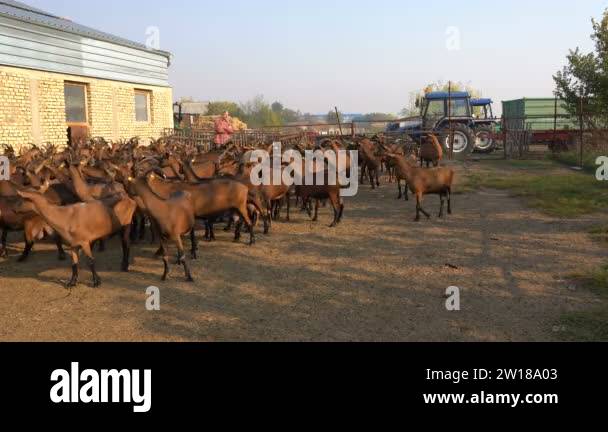 Goat Farm Owner Standing With Goats. Happy Farmer With Goats at His ...