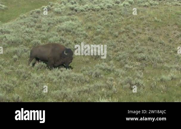 Yellowstone national park bison Stock Videos & Footage - HD and 4K ...