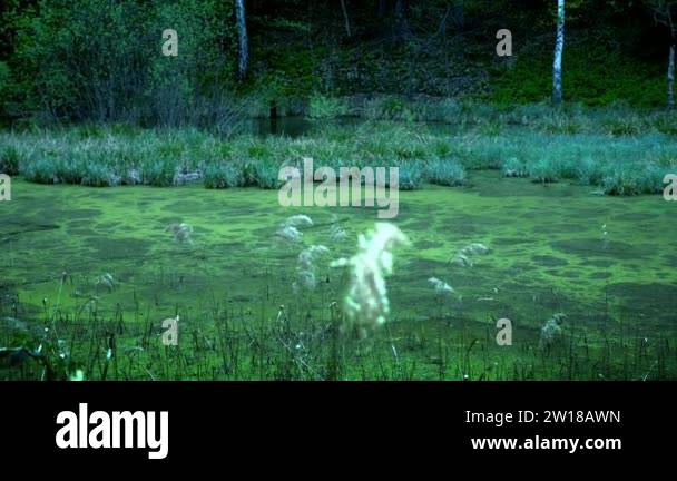 Swamps in autumn. Cool dark lake in primeval forest. Cold melancholic ...