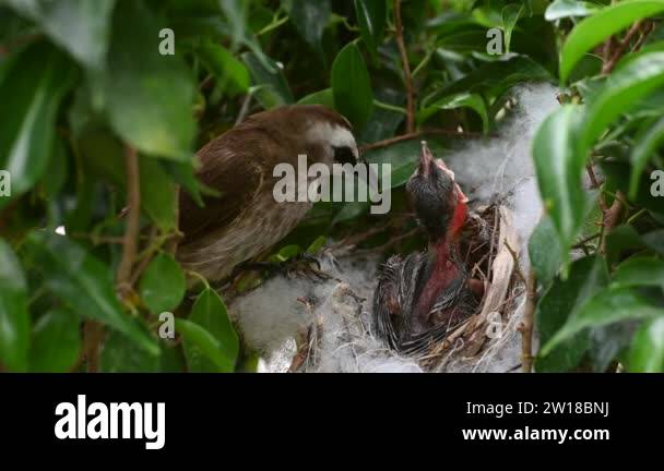 6 day old new born of baby birds in a nest of yellow-vented bulbul ...