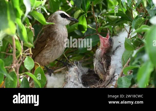 8 day old new born of baby birds in a nest of yellow-vented bulbul ...