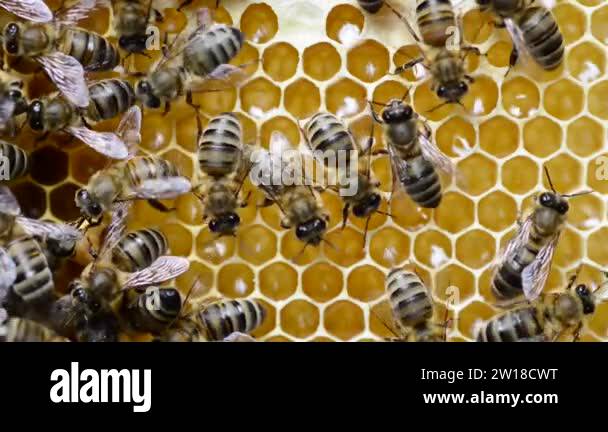 The Caucasian honey bee (Apis mellifera caucasia, commonly misspelled caucasica) is a subspecies ...