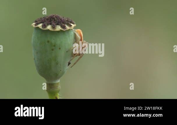 Spider plan Stock Videos & Footage - HD and 4K Video Clips - Alamy