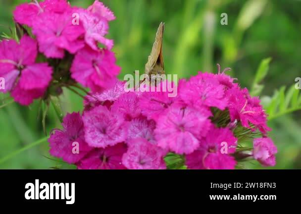 Carnation birds Stock Videos & Footage - HD and 4K Video Clips - Alamy