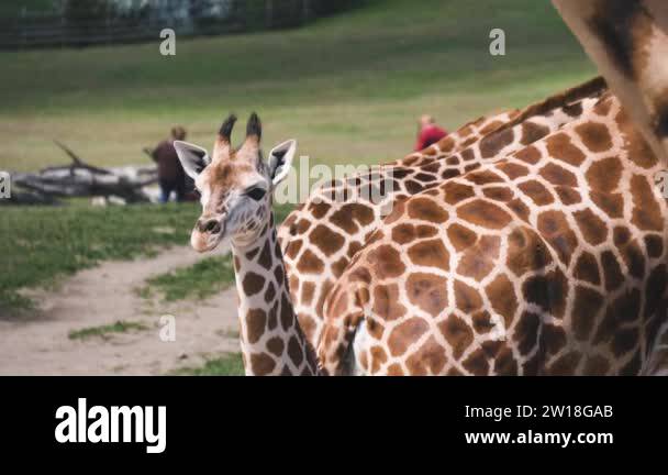 Giraffe cub Stock Videos & Footage - HD and 4K Video Clips - Alamy