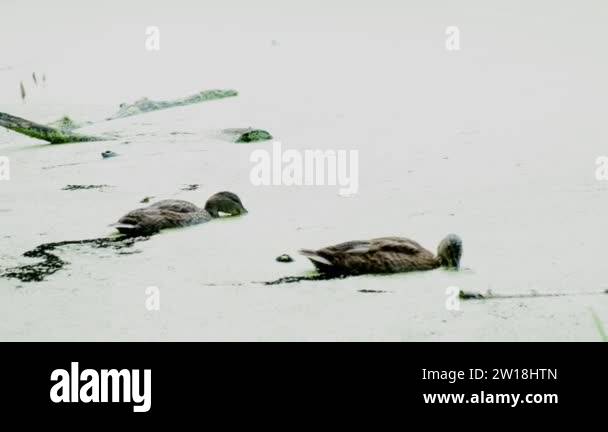 two ducks float in waterlogged pond. wild waterfowl birds put beaks in ...