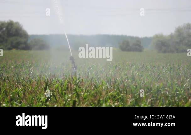 Irrigation of Corn Field with Water Jet. Rain Gun Sprinkler in action ...