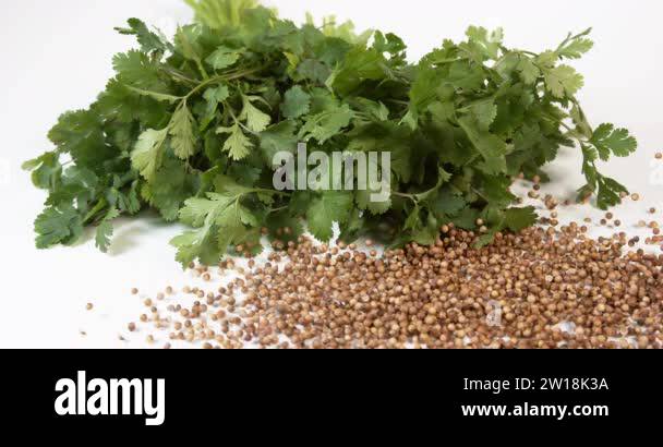 Green cilantro seeds Stock Videos & Footage - HD and 4K Video Clips - Alamy