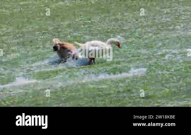 Two camera shots, two ducks cooling in the water while feeding on the ...