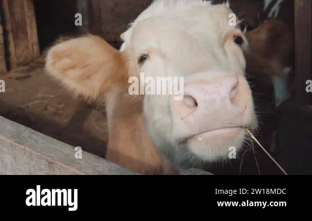 To cinnamon cattle Stock Videos & Footage - HD and 4K Video Clips - Alamy