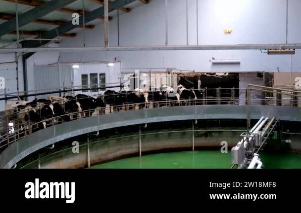 Milking cows by automatic industrial milking rotary system in modern ...