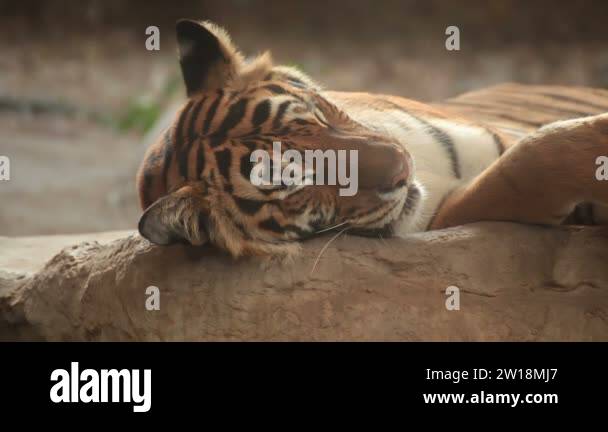 Tiger resting under tree Stock Videos & Footage - HD and 4K Video Clips ...