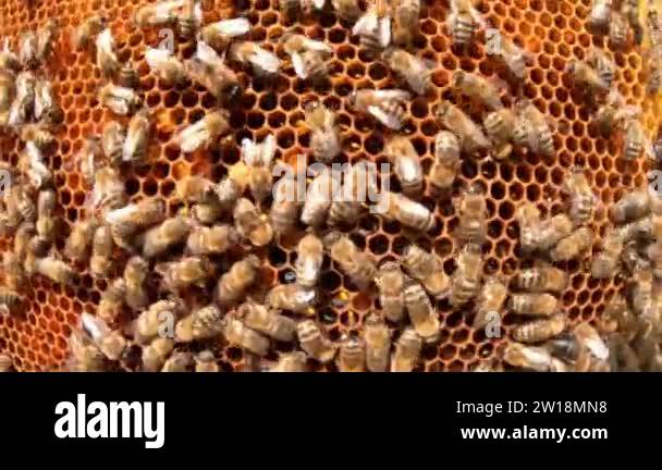 Honeycomb with bees. The bees pack honey comb with bee bread Stock ...