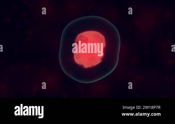 Cells divide under microscope. Mitosis process of cell division Stock ...
