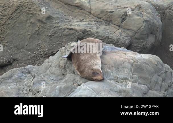 Itchy back Stock Videos & Footage - HD and 4K Video Clips - Alamy